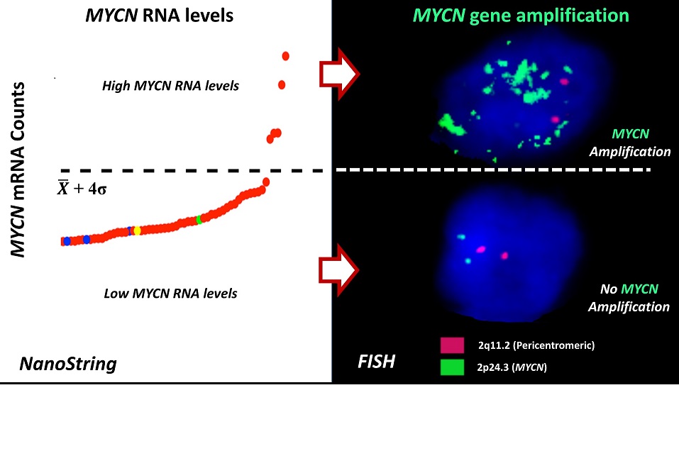 A new approach to predict the presence of MYCN gene amplification in ...