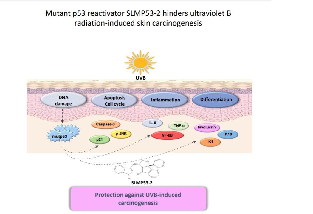 Mutant p53 reactivator SLMP53-2 hinders ultraviolet B radiation-induced ...