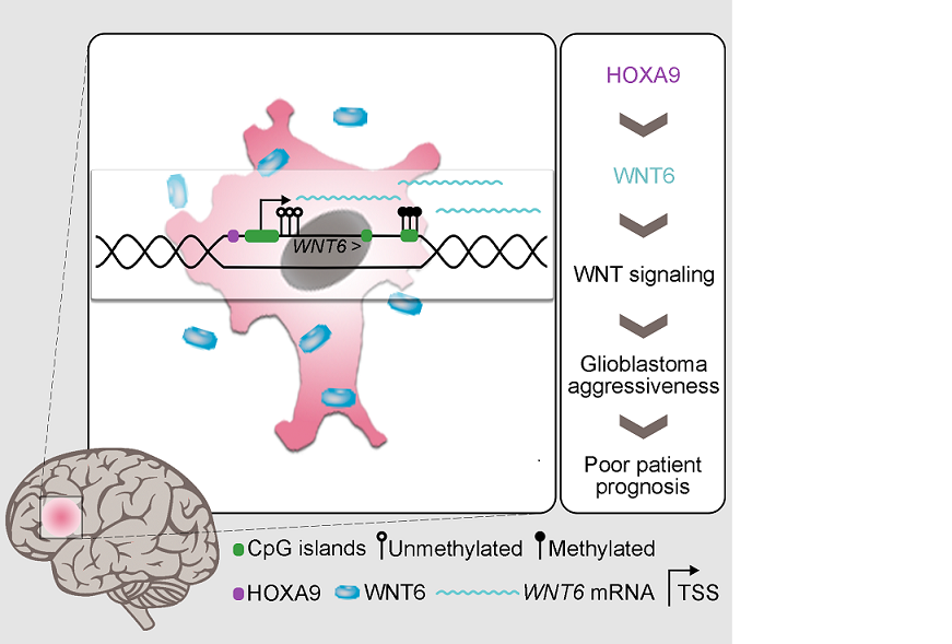 A new molecular link between HOXA9 and WNT6 with clinical relevance in ...